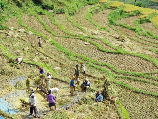 Support for Farmers’ Marketing and Agricultural Development Project ...