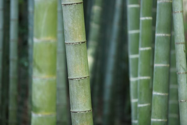 Resilient Bamboo Agroforestry Project | Climate Chance